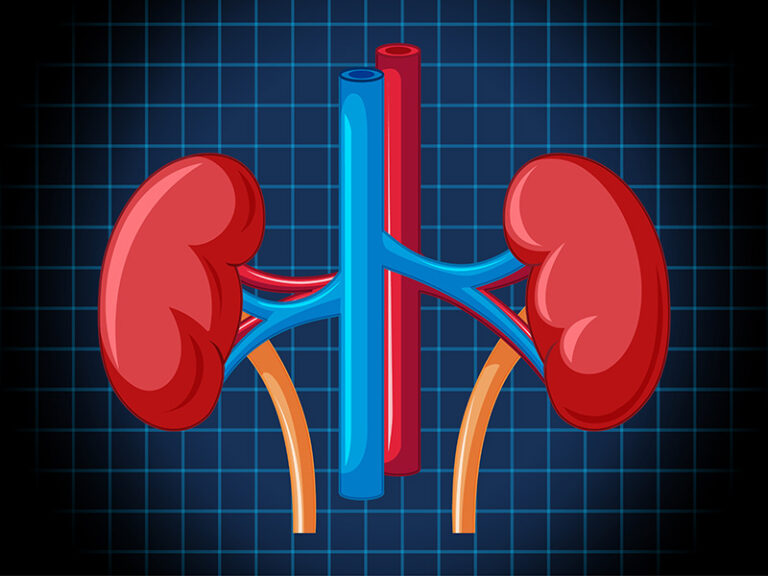 10 Kidney Facts You Probably Didn't Know
